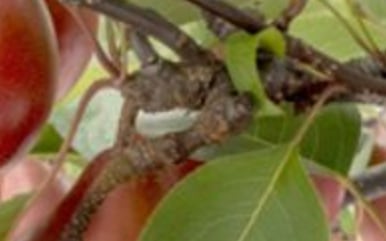 Piqa Boo! What’s new in apples and pears | RNZ