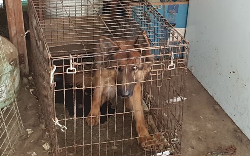 Mother, daughter sentenced for 'appalling' treatment of dogs, puppies | RNZ