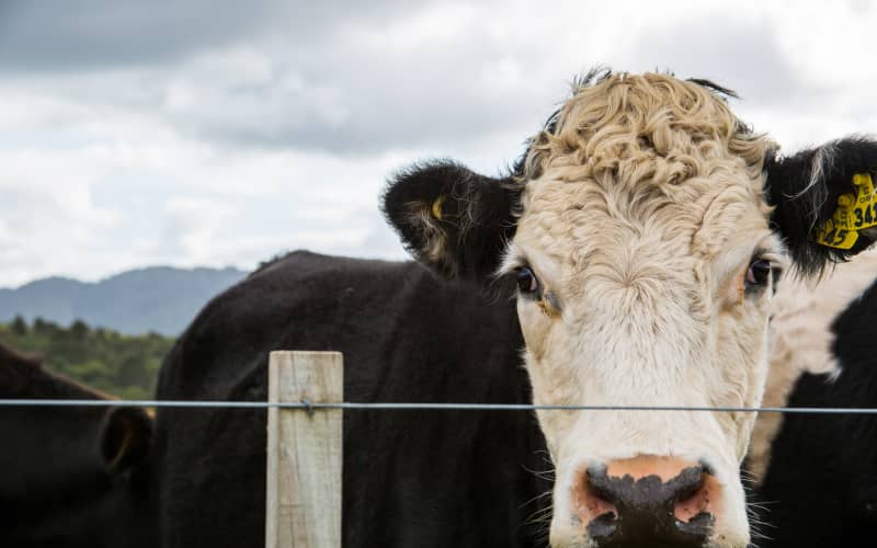 South Pacific Meats denies unlawful action | RNZ