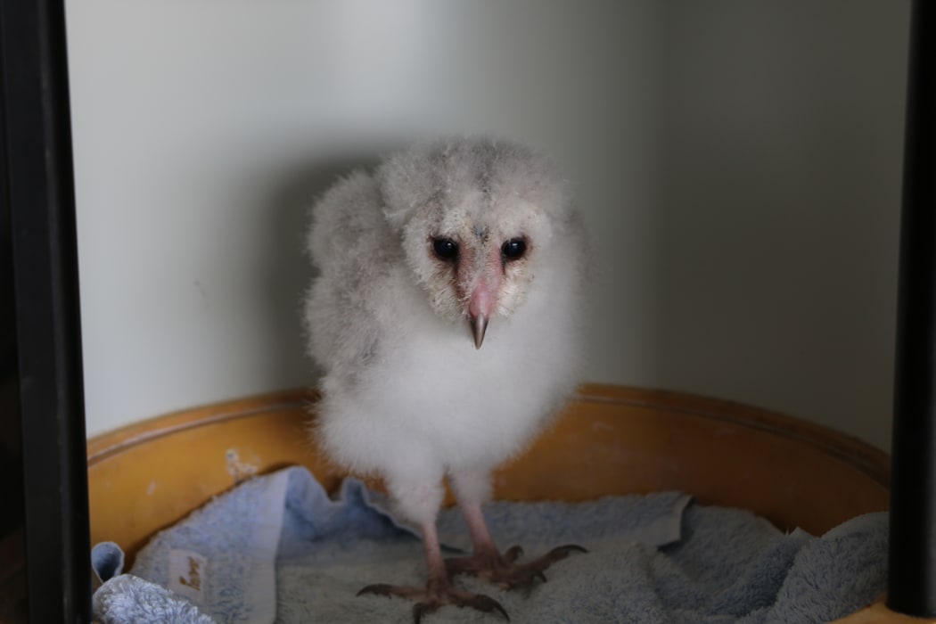 Month-old baby barn owl a cantankerous ball of fluff | RNZ