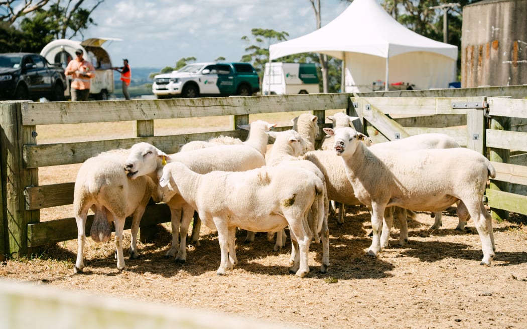 Country Life: Inside Kapiro Farm's quest to find the sheep of the ...