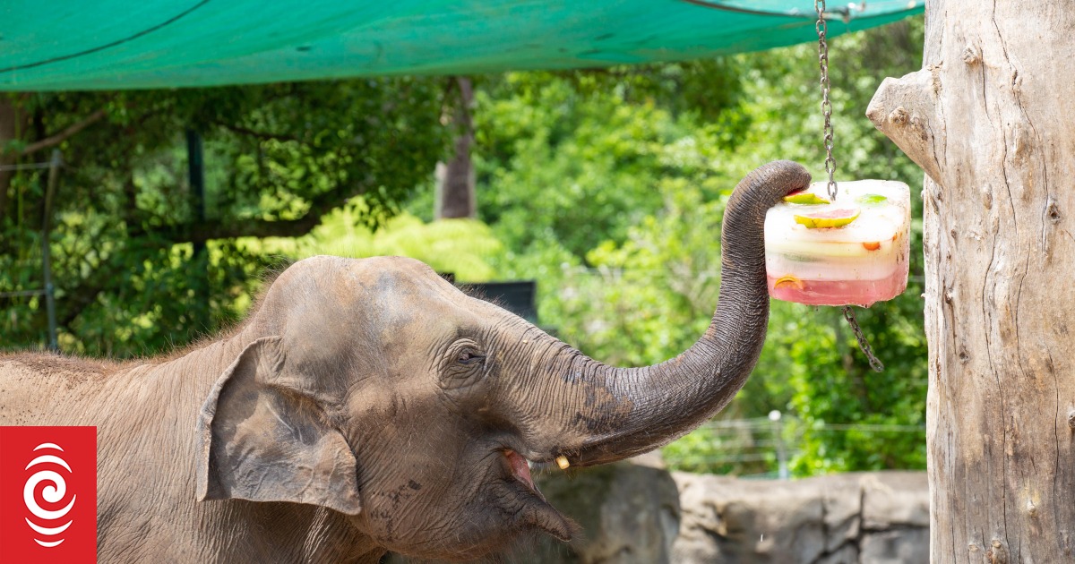 Monarto Safari Park elephant habitat plan gives hope Auckland's Burma ...