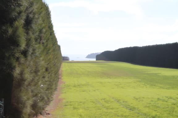 First pick avocados are here | RNZ