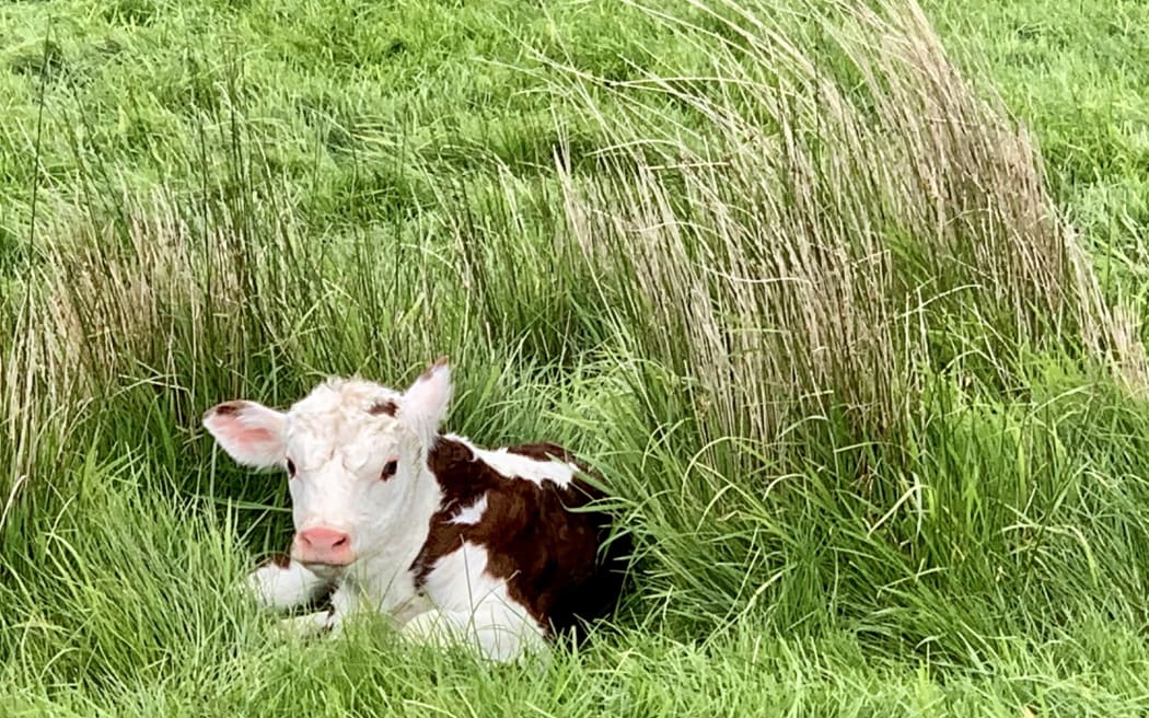 Farmer sentenced after hundreds of calves starved to death | RNZ News