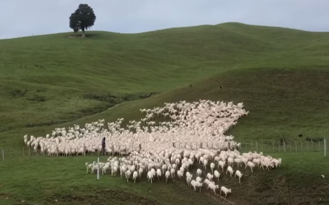 Viral sheep video shines light on New Zealand farming community | RNZ News