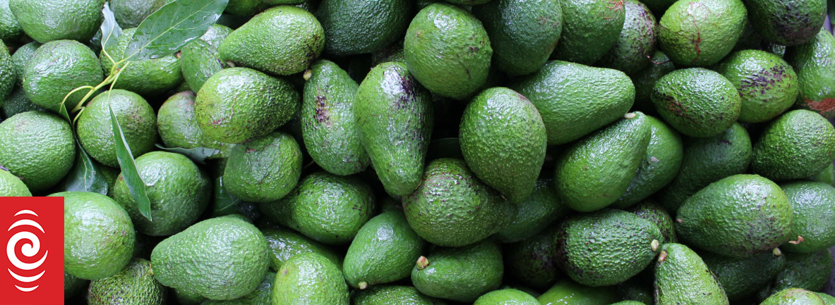 First pick avocados are here | RNZ