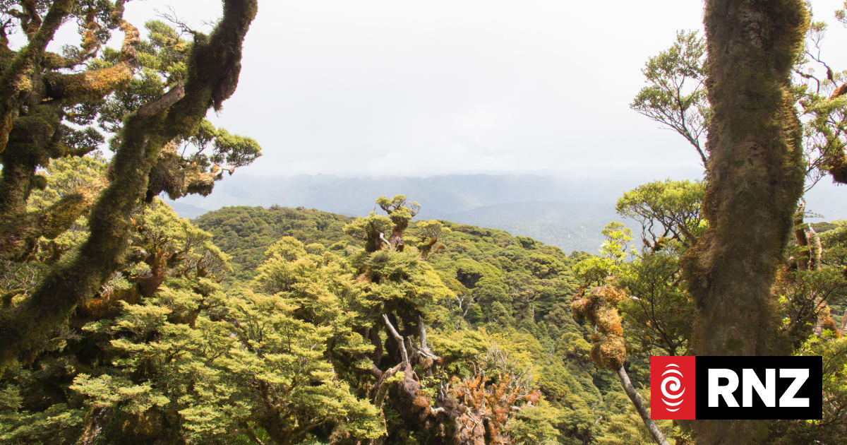 Questions remain over mysterious Te Urewera hut fire | RNZ