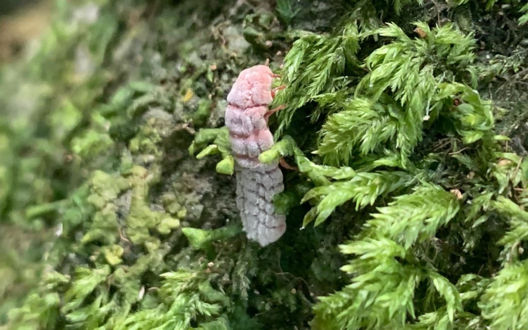 Critter of the Week: The Great Giant Scale | RNZ