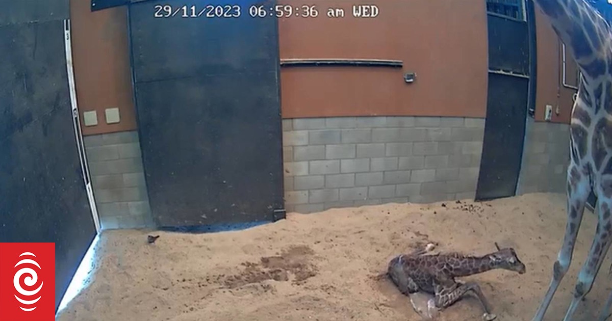Wellington Zoo welcomes baby giraffe, first since 2004 | RNZ News