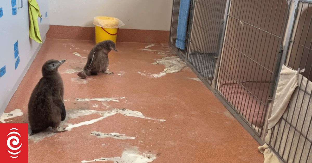 Dunedin Wildlife Hospital staff clean up behind penguins' 'poonami ...