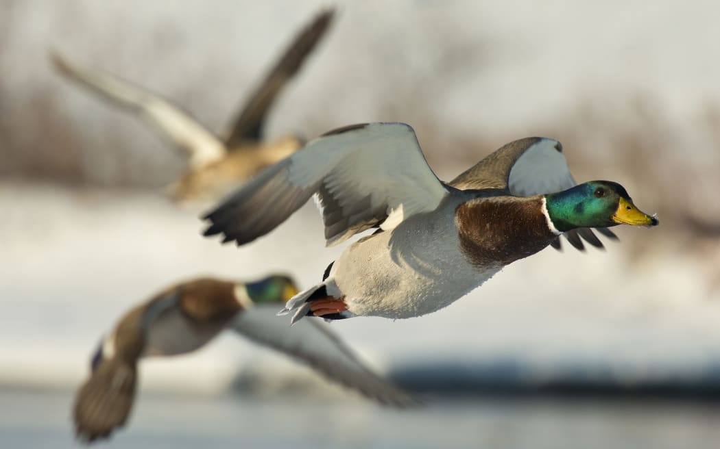 From the Archives - D-Day for Ducks | RNZ