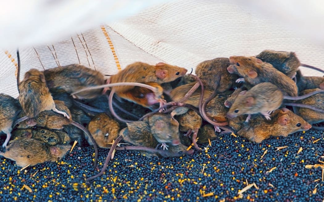 Worst-ever mouse plague in Morawa, Western Australia, leaves streets ...