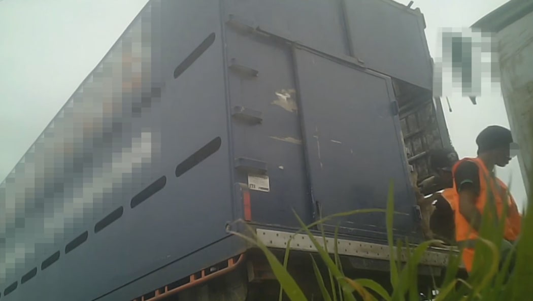 Farmwatch footage reveals bobby calves thrown, dragged | RNZ