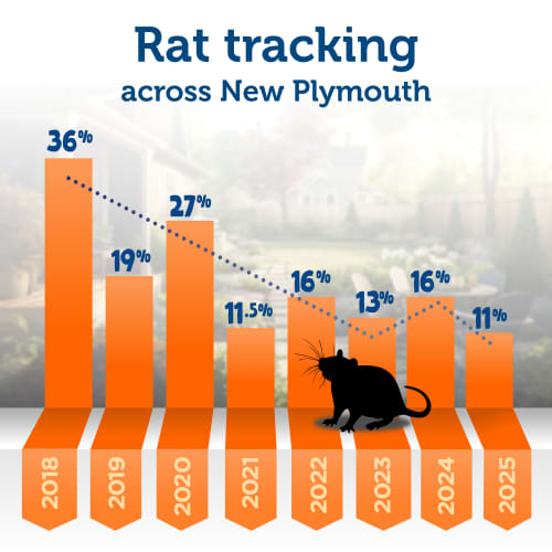 Lowest rat numbers yet since monitoring began in New Plymouth | RNZ