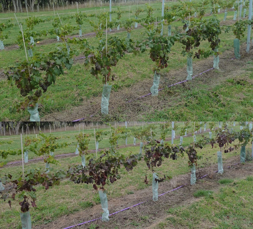 Protecting grape vines from leafroll virus | RNZ