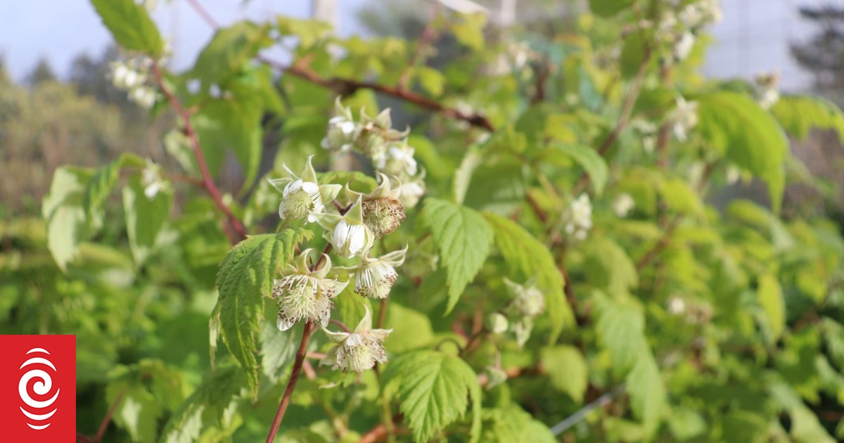 Organic gardener Kath Irvine: summer fruit tips | RNZ