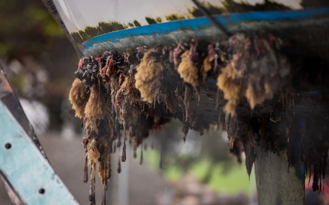 Cruise industry body wants government to explore more ship cleaning ...