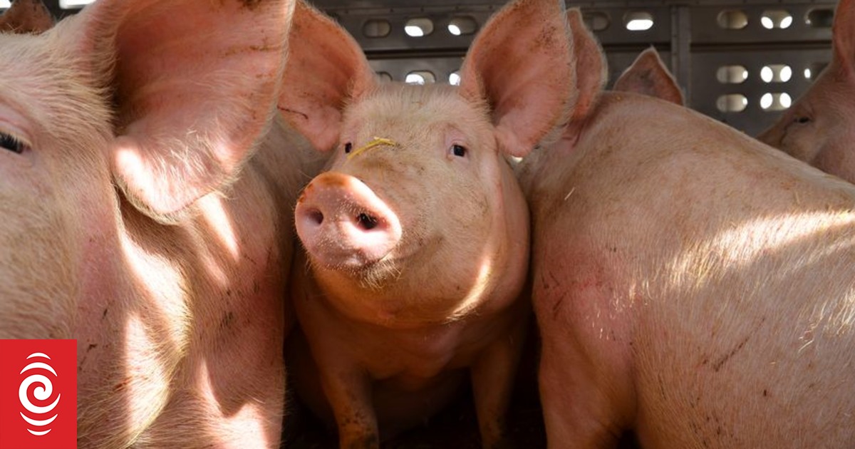 Pig cull likely as butchers unable to sell in Covid-19 lockdown | RNZ