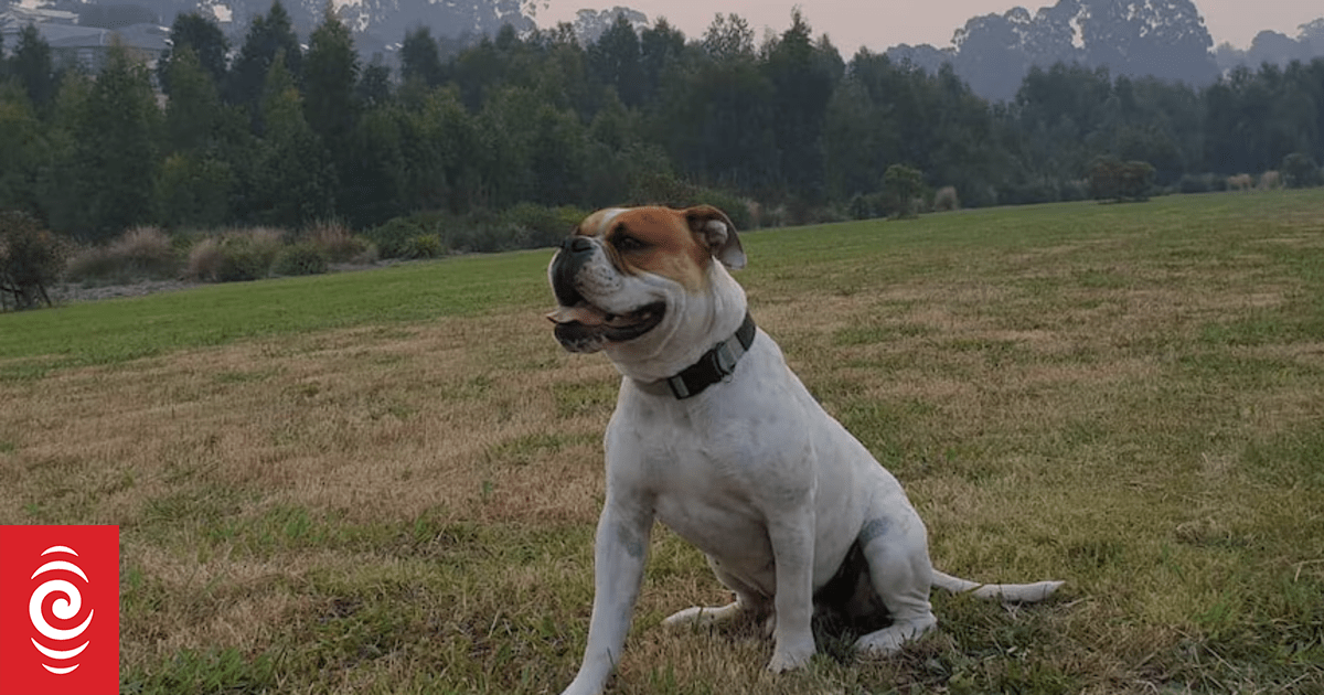 Beloved pet bulldog survives month lost in Victorian bush | RNZ News