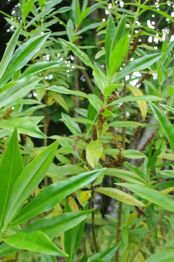 Rare Plants | A Gallery from Nights | RNZ National