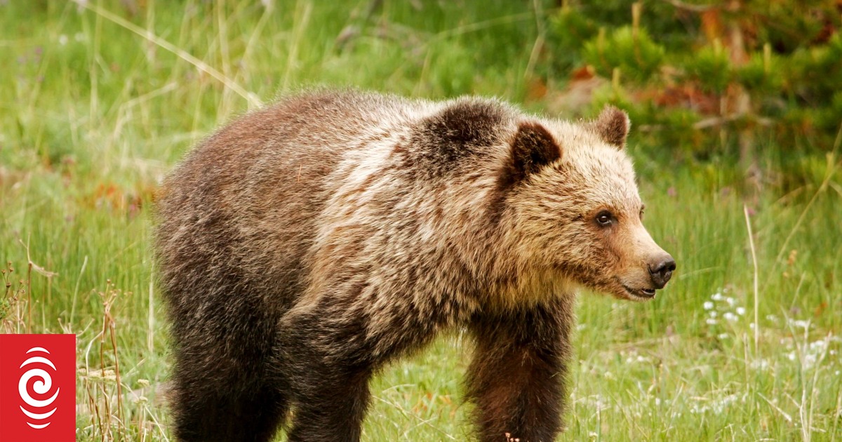 Four in hospital after bear attack on Canada school children | RNZ News