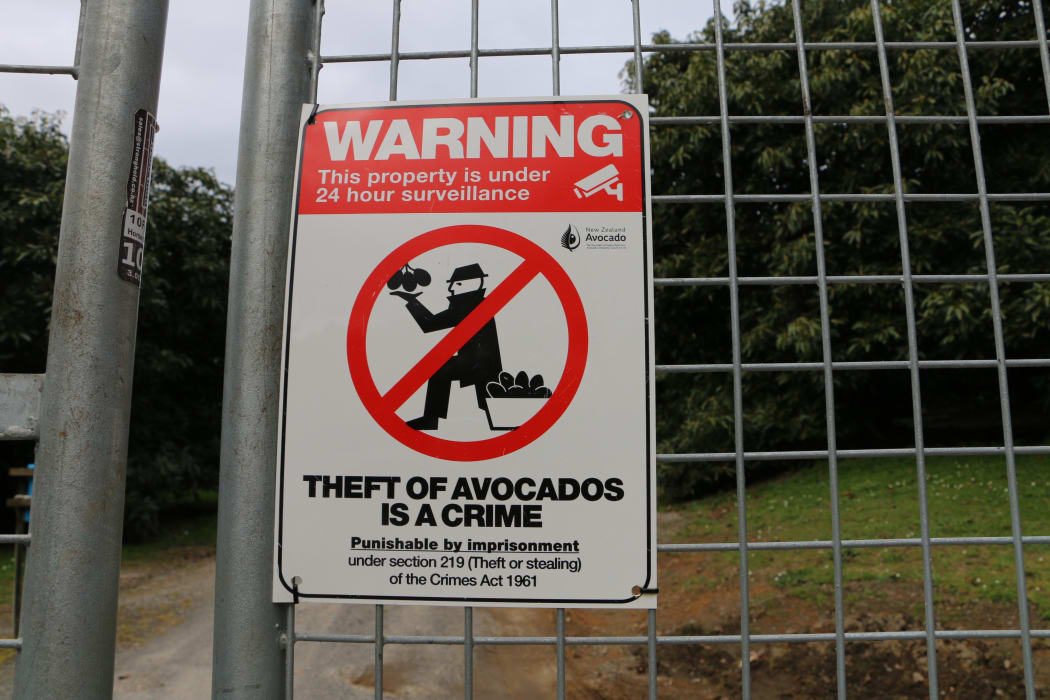 Fighting back against the avocado crime wave | RNZ News
