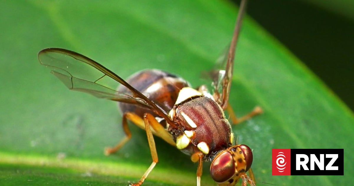 Fourteen flies cost $15.7m to eradicate | RNZ