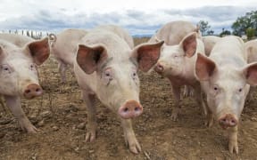 Man gets genetically-modified pig heart in world-first transplant | RNZ ...