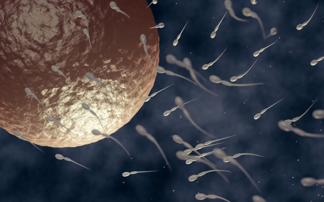 Prof Chris Barratt: male contraceptive pill enters human trials | RNZ