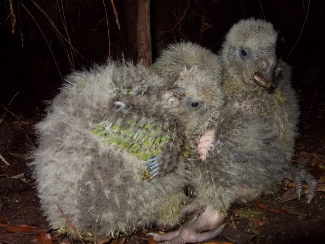 Fat happy kākāpō chicks | RNZ