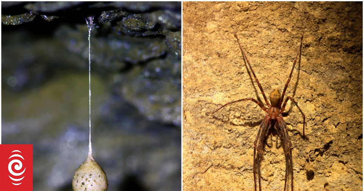 Nelson cave to shut for a year to improve rare spider's population ...