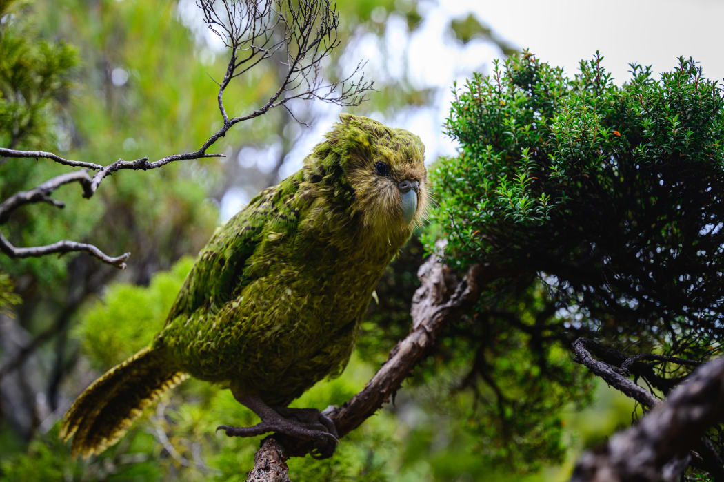 Summer Times for Tuesday 6 January 2026 Summer Times | RNZ