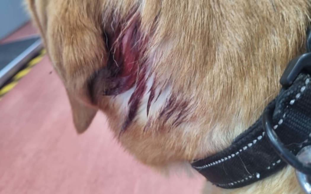 Labrador attacked by group of dogs on Palmerston North walking track ...