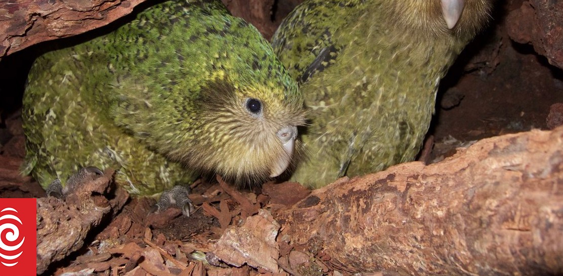 Kakapo baby boom has sad side | RNZ