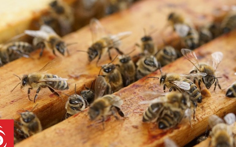 Global insect decline may see 'plague of pests' | RNZ News Global insect decline may see 'plague of pests' | RNZ News