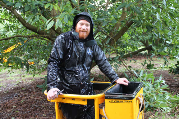 First pick avocados are here | RNZ
