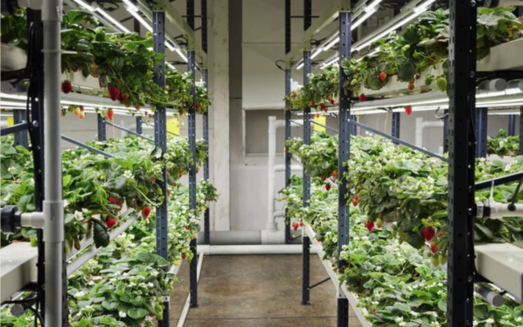 Made in NZ: Vertical berry farming | RNZ