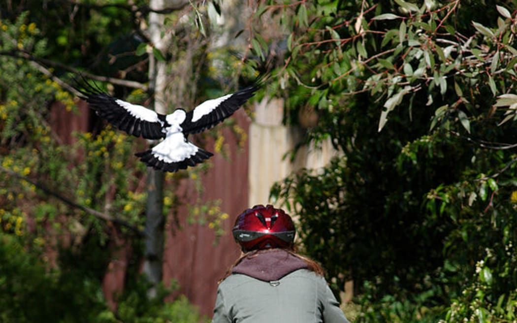 australian magpie attack