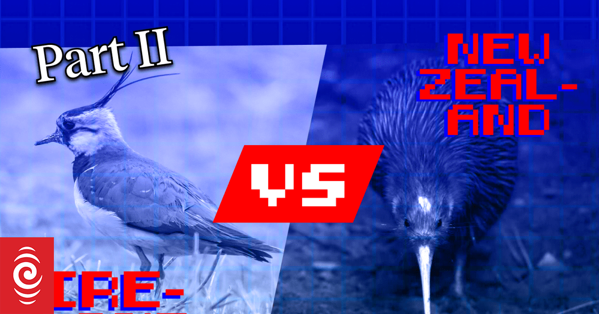 The Great Ireland vs New Zealand Bird-off: Part 2 | RNZ