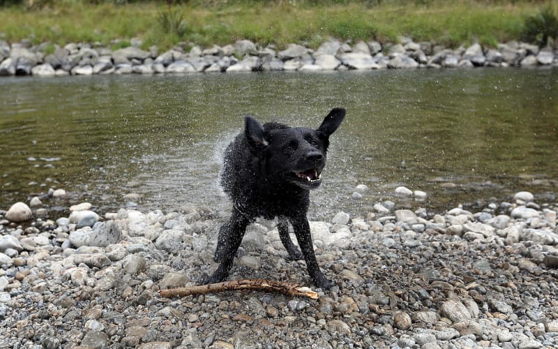 Algae warning for dog owners | RNZ
