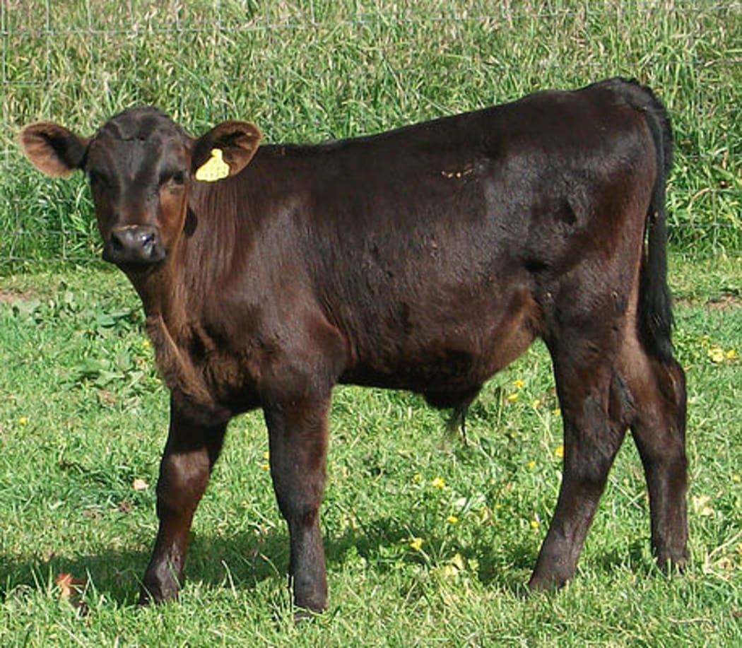 Bringing up the boys - calf rearing in Waikato | RNZ