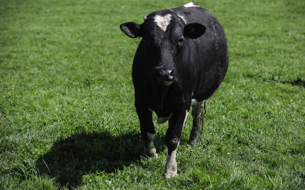 Cattle disease mycoplasma bovis detected on Canterbury farm | RNZ News