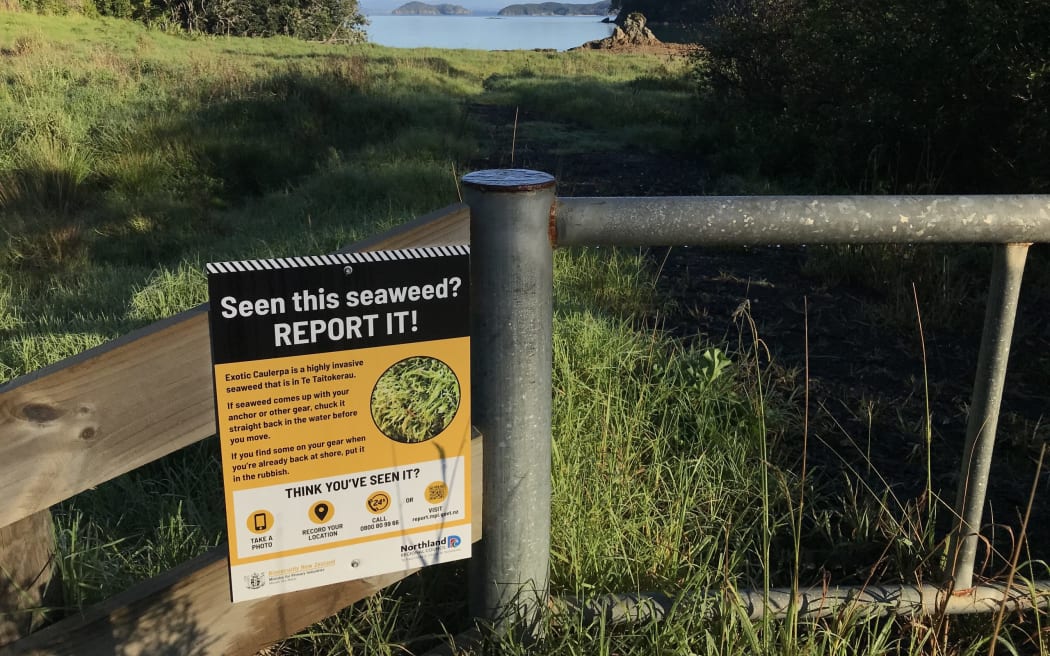 Northland east coast iwi Ngātiwai fear caulerpa already in rohe | RNZ News