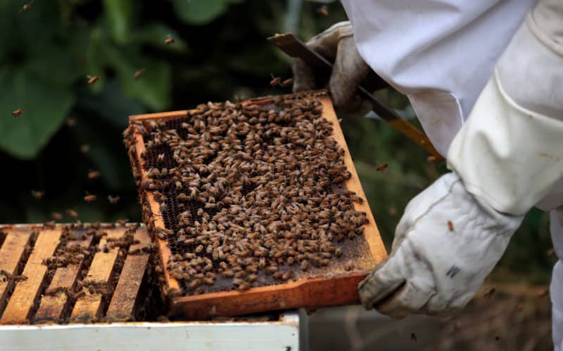 Manuka honey drive threatens pollination | RNZ