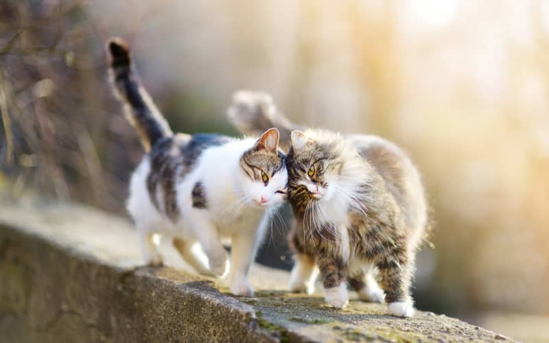 'Work to be done' on legitimising feral cat culls - Conservation ...