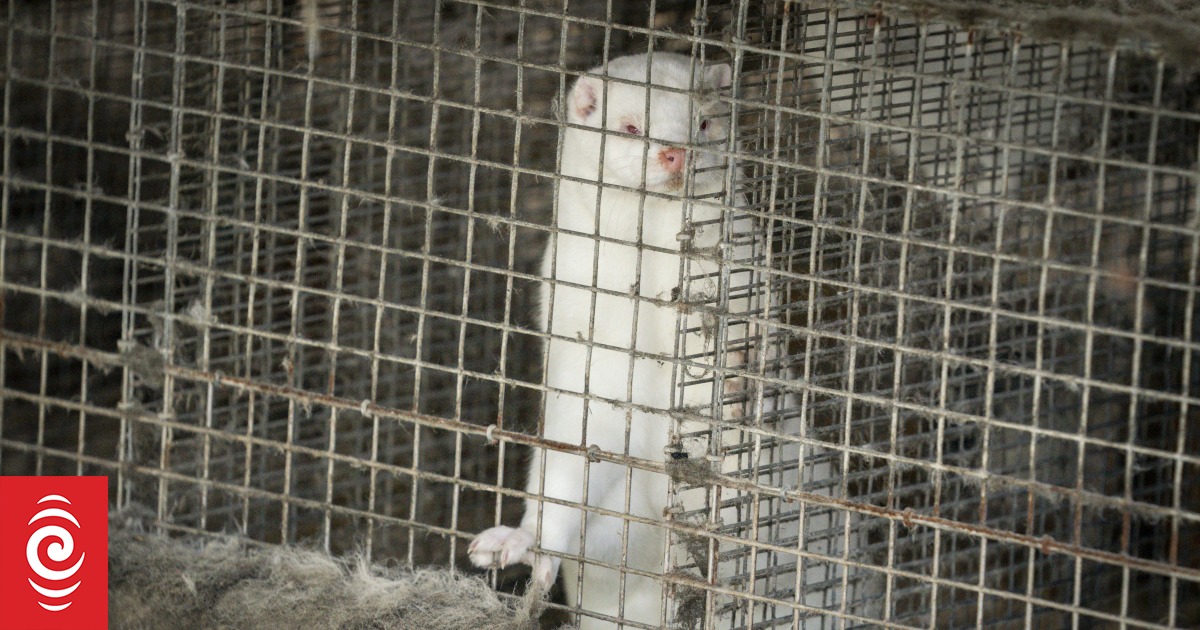 Decision to cull Denmark 17 million minks proves controversial | RNZ