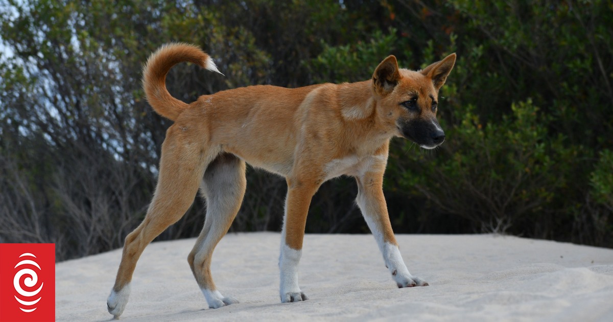 Dingoes and their link to dogs | RNZ