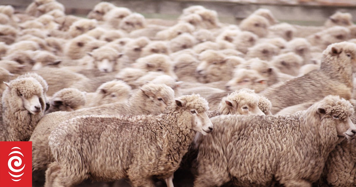 Case for Saudi sheep deal 'weak' | RNZ News