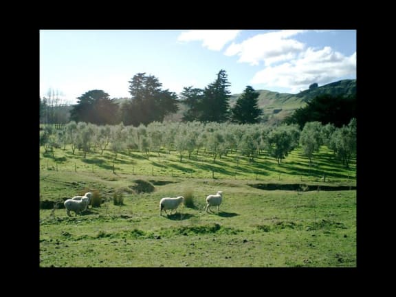 Moon Over Martinborough | A Gallery from Country Life | RNZ National