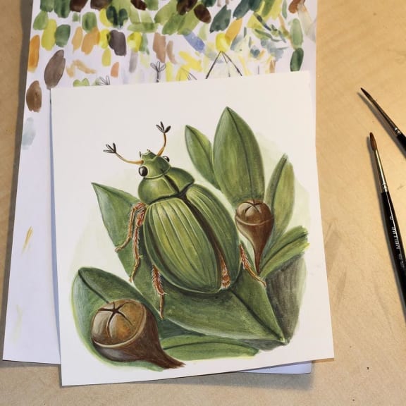 Playing cards with our native insects | RNZ